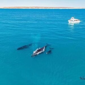 Kalbarri National Park: Explore Nature's Wonders - Kalbarri Western ...