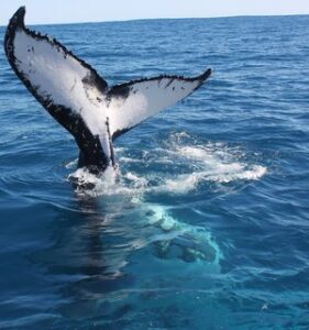 Whale Watching in Kalbarri: A Coastal Adventure - Kalbarri Western ...